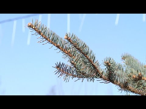 Здравствуй, дерево! # 3