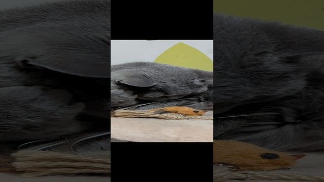 Когда мытьё лапки важнее ?