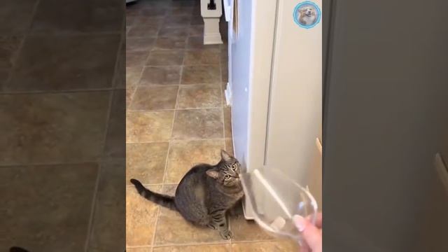 Смешные животные #65.mp4