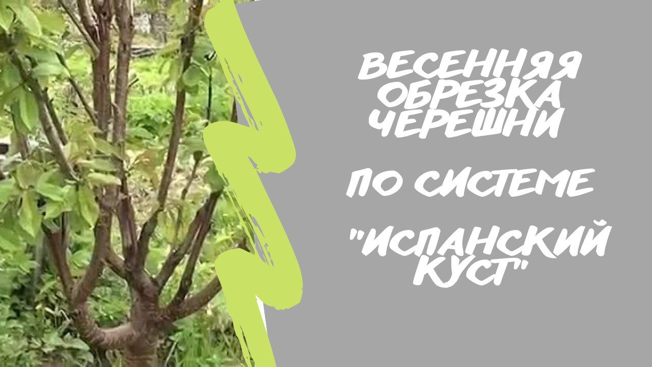 Весенняя обрезка черешни?по системе «Испанский куст»