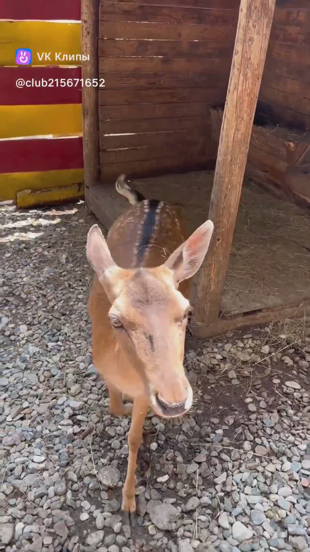 Зоопарк в Пятигорске. #пятигорск  #зоопарк #дети #развивашки #kids #crafts #creativity