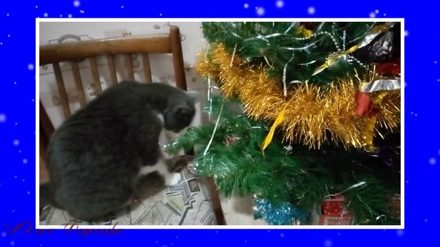 Про кошку . Стихотворение