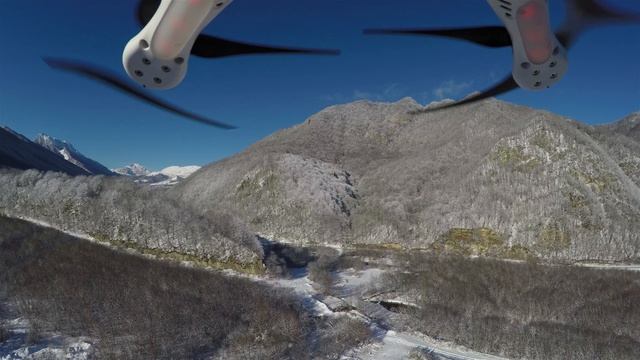 Нападение ястреба