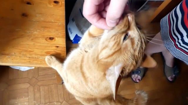 Кот Феликс ? требует Дримсы - Felix the cat demands Dreamies.