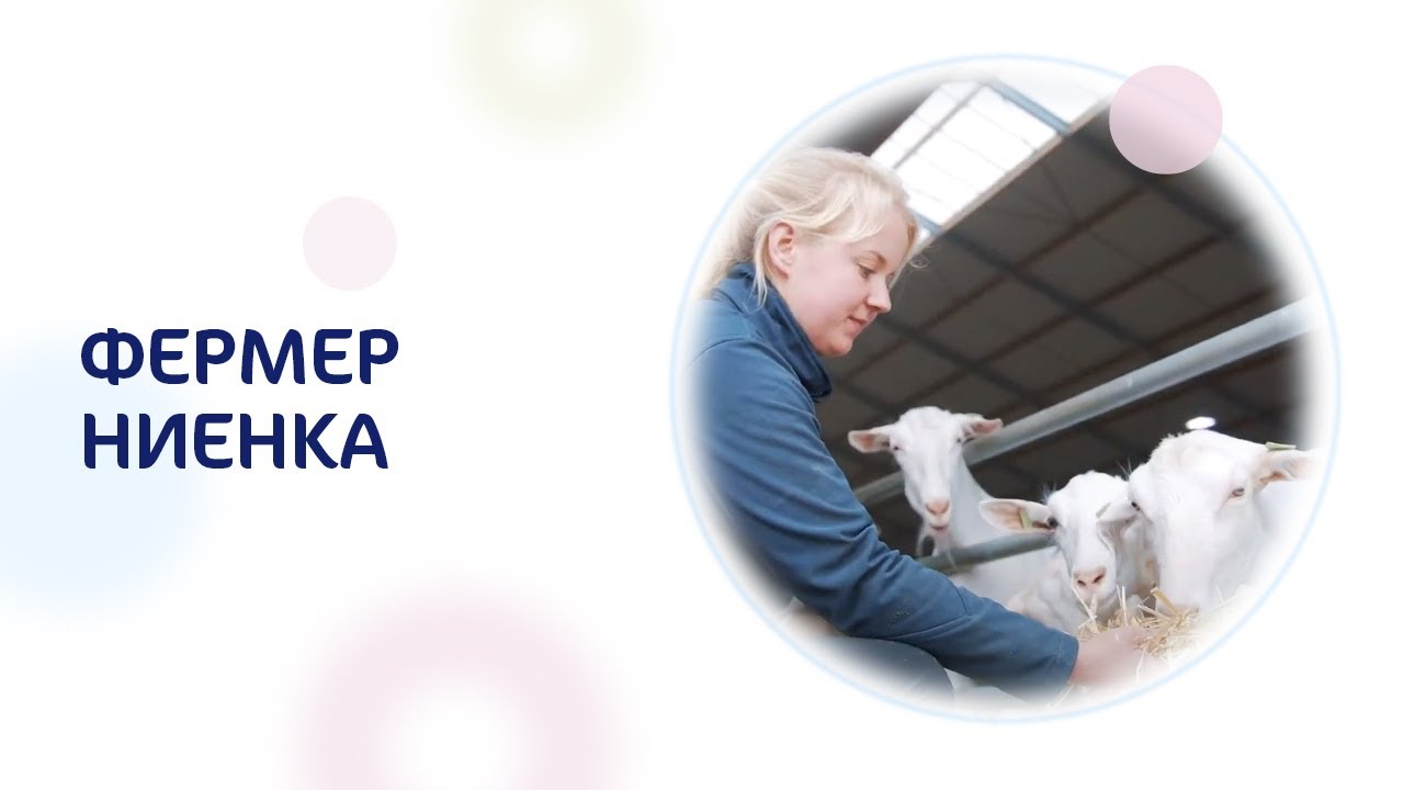 Kabrita®. Польза козьего молока. Содержание на ферме. Живут же наши козы!