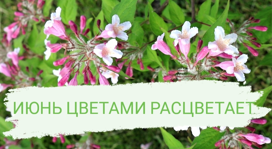 ИЮНЬ ЦВЕТАМИ РАСЦВЕТАЕТ ???