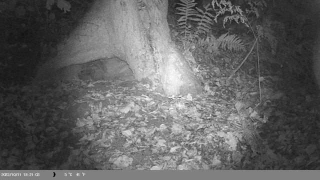 Зайчик у лисьей норы... Октябрь 2023 года