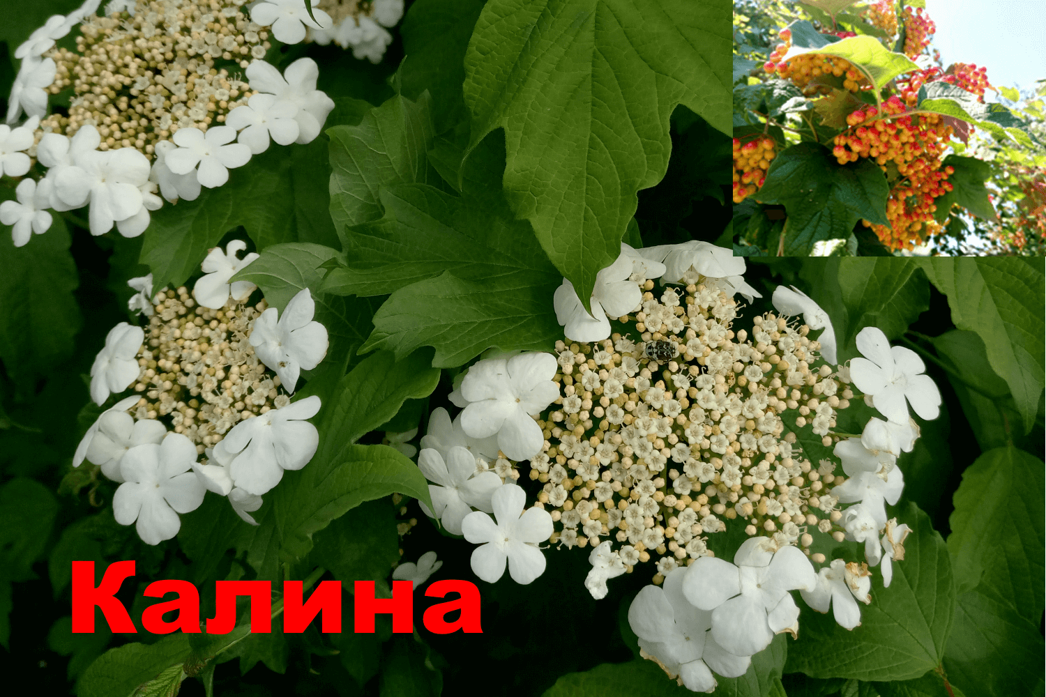 Калина обыкновенная, или Калина красная (Viburnum opulus)