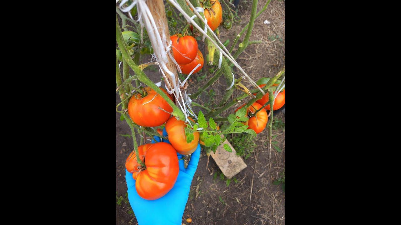 КАКИЕ ВЫСОКОРОСЛЫЕ ТОМАТЫ  СОЗРЕВАЮТ В ОТКРЫТОМ ГРУНТЕ В  СИБИРИ. ОБЗОР 10 СЕНТЯБРЯ