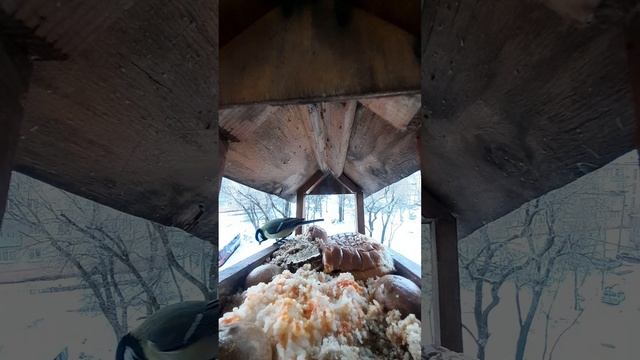 YouCut_20231204_093746754.mp4жизнь кормушки.04.12.2023г.