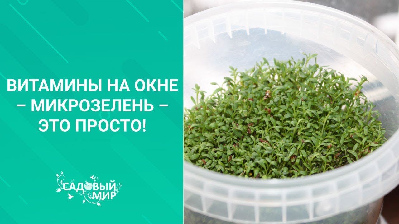 Витамины на окне – микрозелень – это просто!