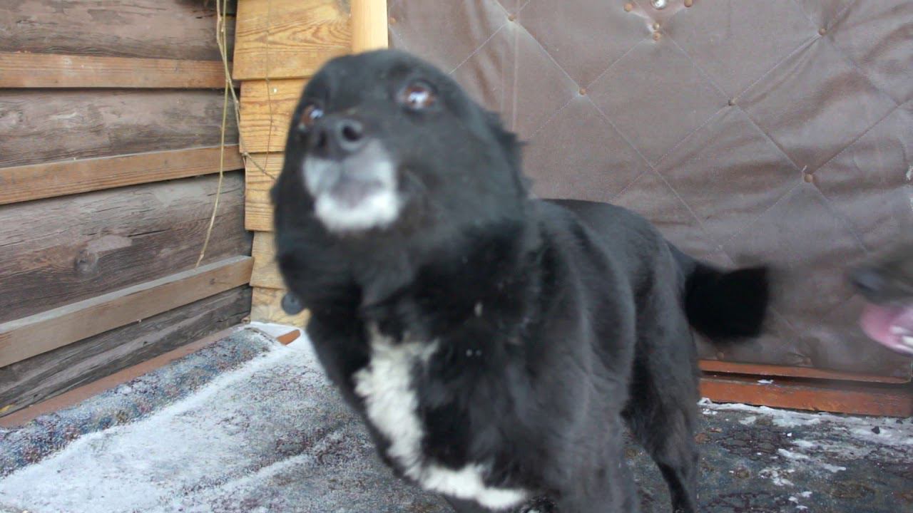 Собаки Кнопка и Бой чудят)