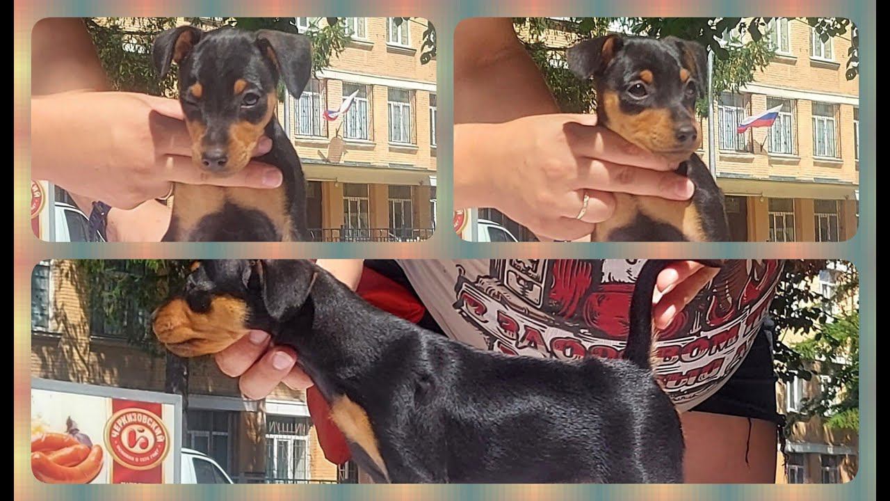Первая прогулка цвергпинчера Мирины 3 месяца/ The first walk of Mirina's miniature pinscher 3 months