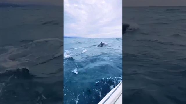 Морская прогулка под парусом и встреча с дельфинами ????⛵ проходит каждые 1,5 часа ??????