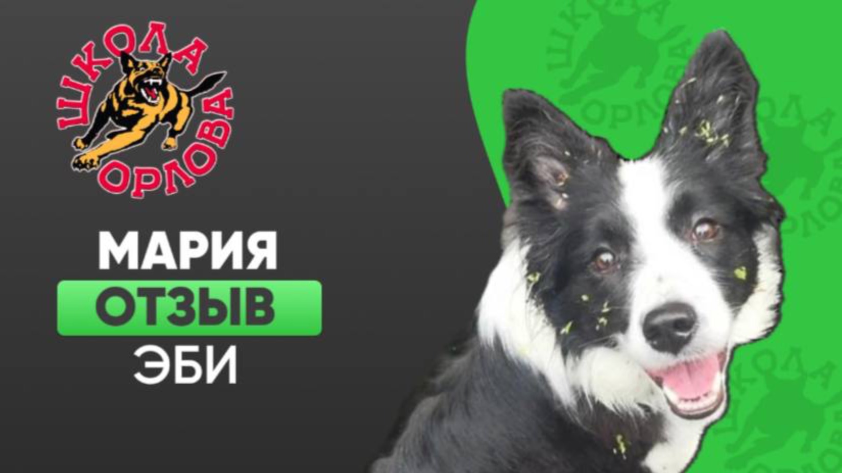 неСлучайный бордер-колли