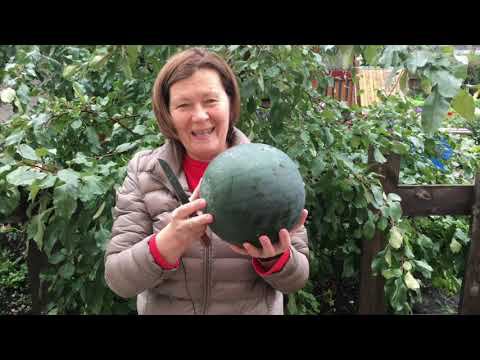 Итог выращивания арбуза в сибири