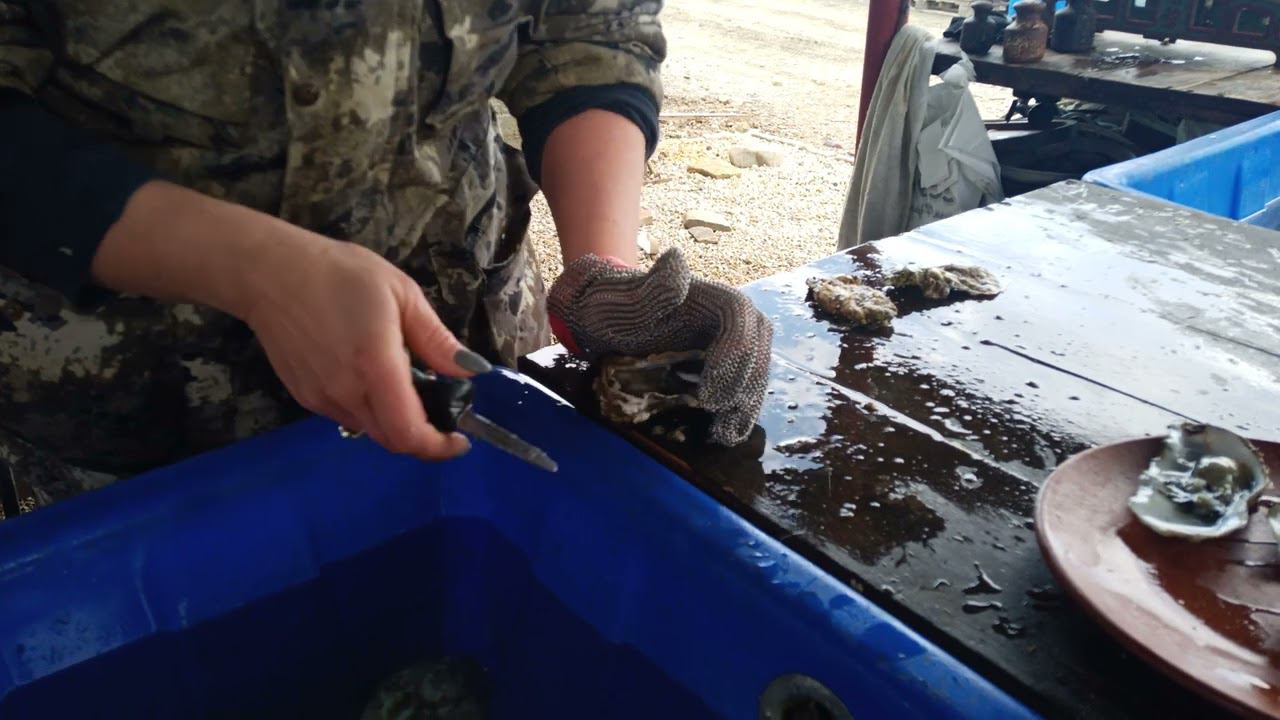 Меганом. Разделка устрицы. 2023