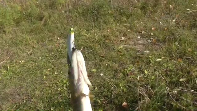 Щука поймана!