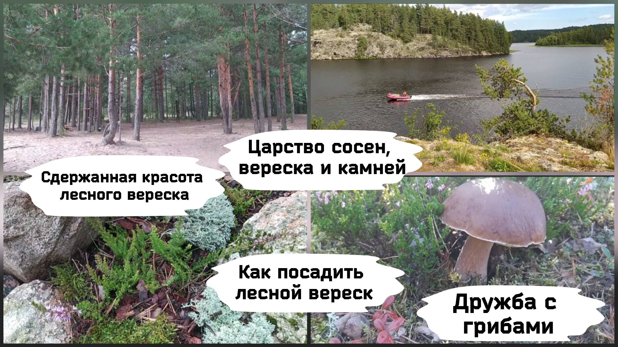 Как посадить дикорастущий лесной вереск.