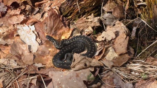 Гадюка самец 26 3 2024 Налибокская пуща