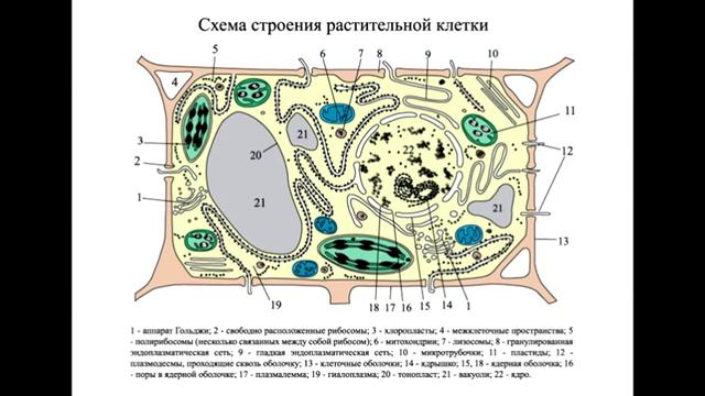 Ботаникам наплевать