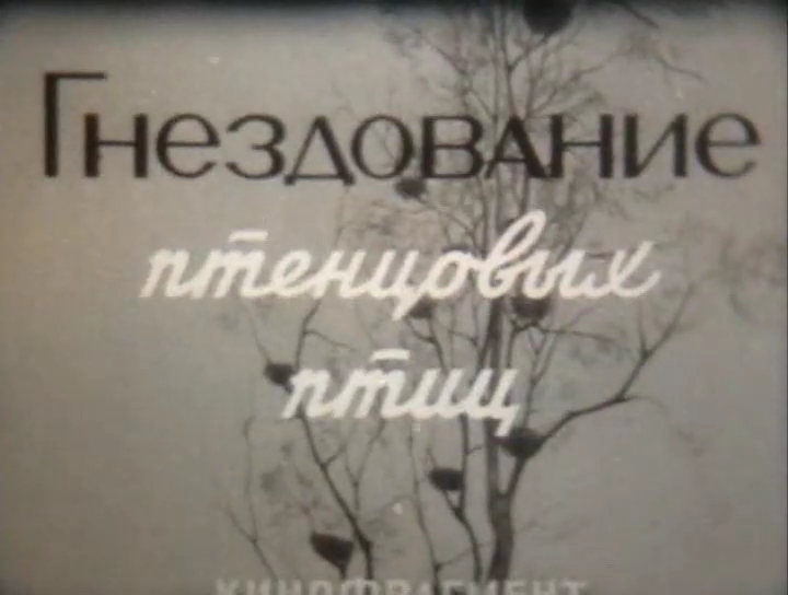 Гнездование птенцовых птиц