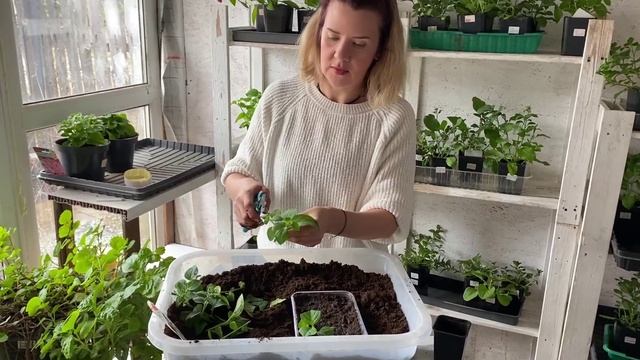 Черенкование петунии