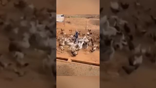 Музыкальные птички #metallica