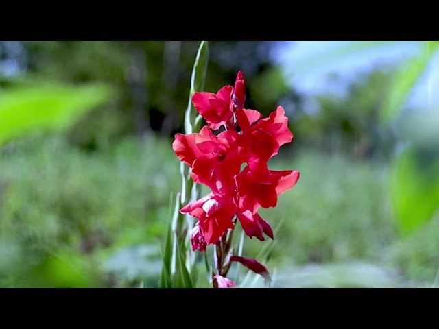 CINEMATIC Fujifilm X-A5. Немного августовской зелени и цветов.