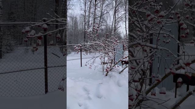 Снежная зима в деревне особенно хороша ?