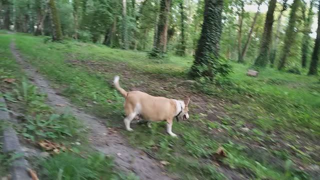 🐶#Забавные_животные_😂_#собаки_ 🐕_#видео