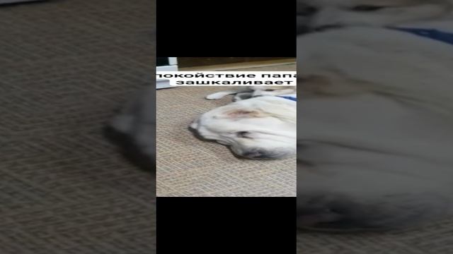 Спокойный папа