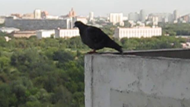 Голубь. долгое наблюдение.25.08.2011.MVI_4377