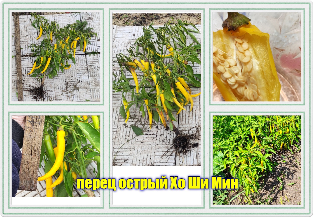 ✅ Перец острый жёлтый  Хо Ши Мин