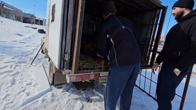 забираем льва из Саратова, который напал на девочку. Сейчас Бонифаций в Дино