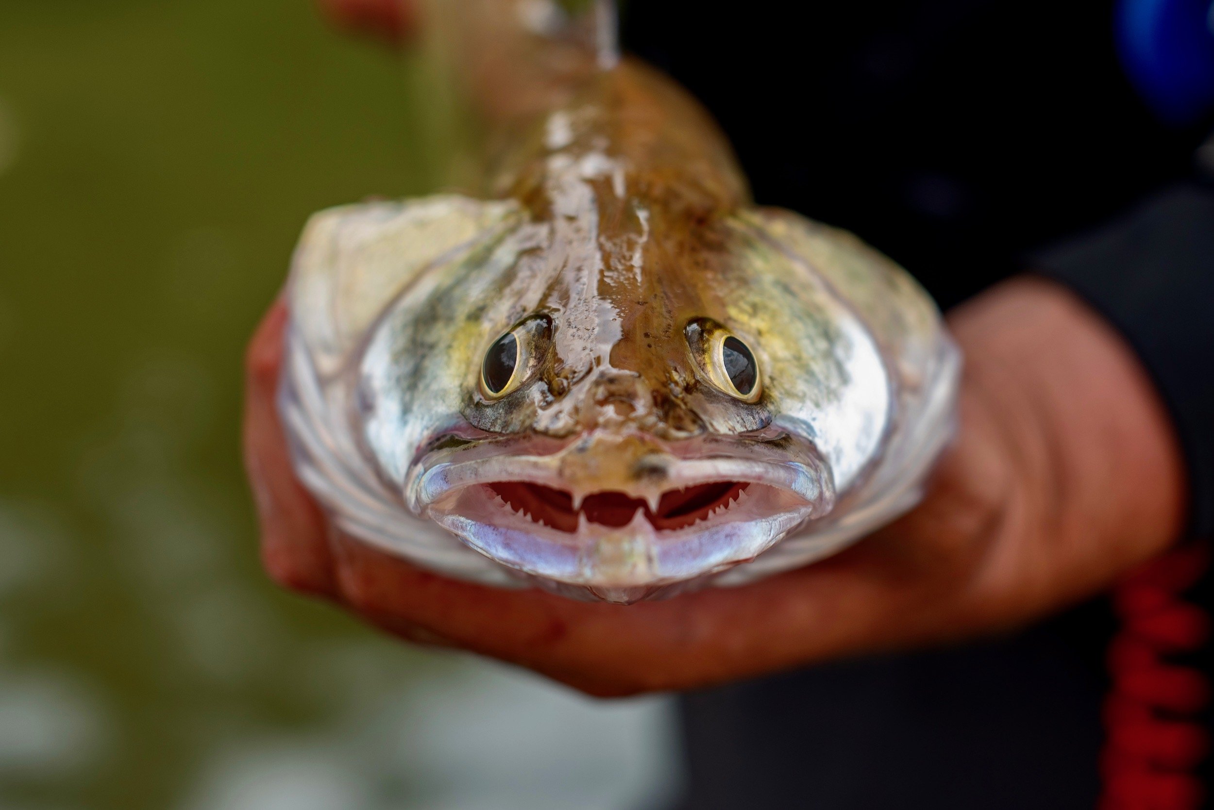 Убийца судака. Моя любимая оснастка на судака - правильный отводной поводок!