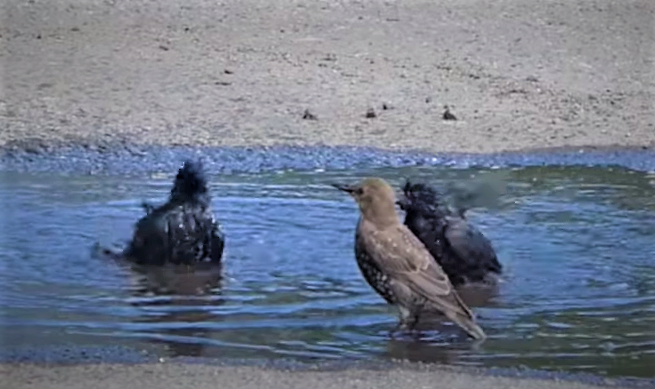 Купание певчих дроздов.