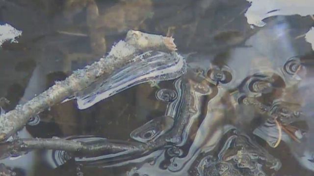 Травяная лягушка 3 Аномалии января