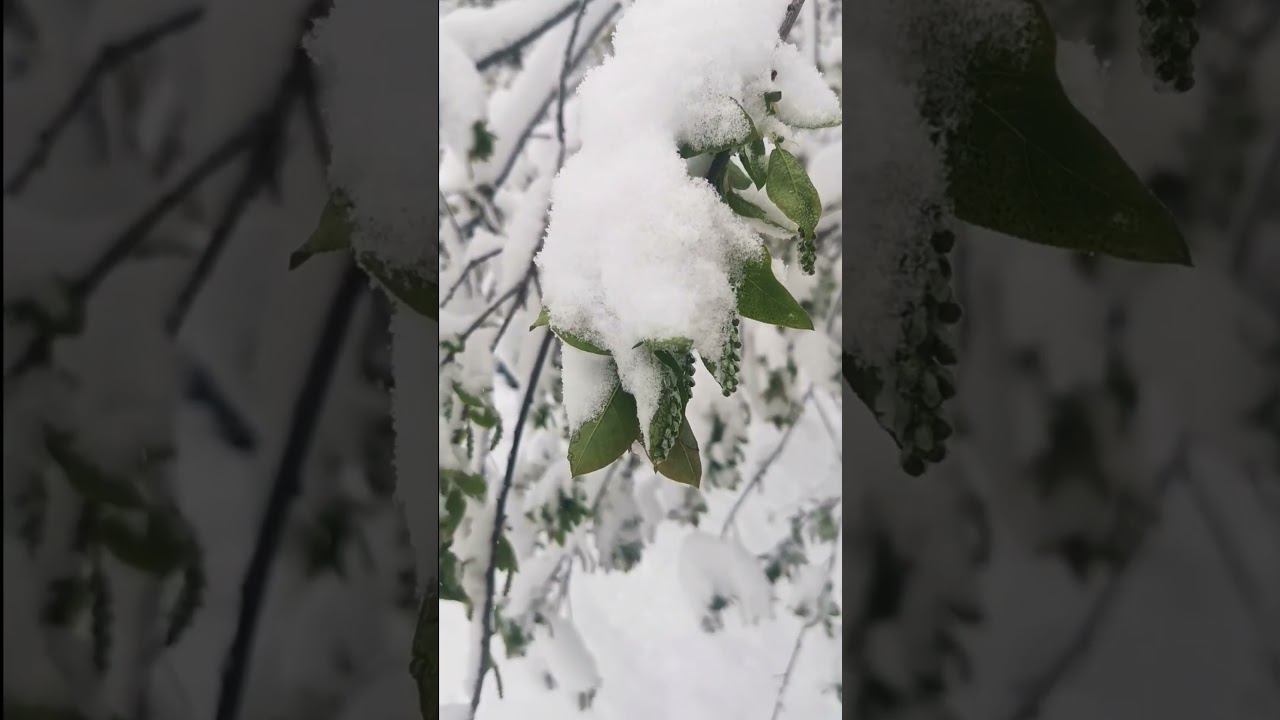 Неожиданный снег в мае