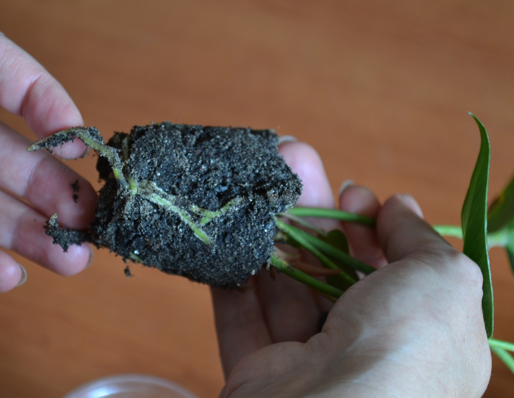 Грунт для антуриума: какая земля нужна для мужского счастья и какой готовый состав почвы подойдет?