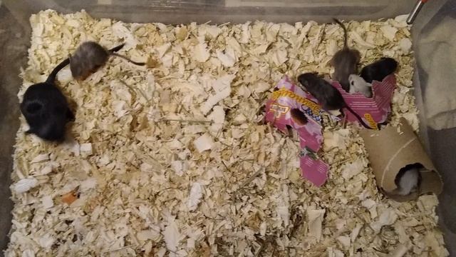 Детишки Катьки и Аркадия (Часть 1)