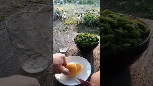 Побеги Ели сиропы и настойки