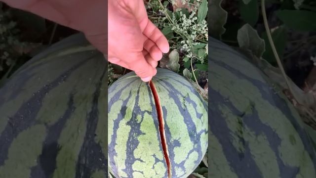 Спелый арбуз