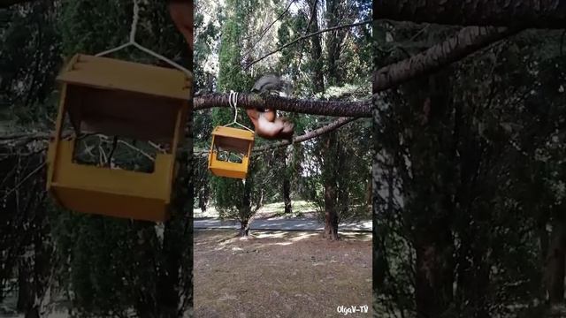 Завтрак белки.