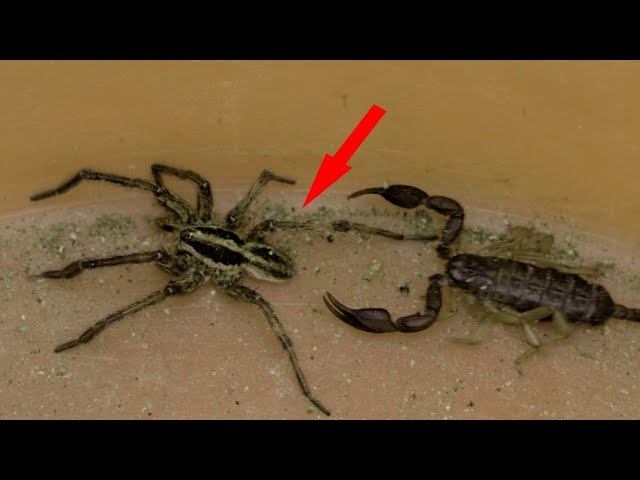 Версус! Скорпион против Паука, Палочник против Богомола, и другие эпичные битвы насекомых!