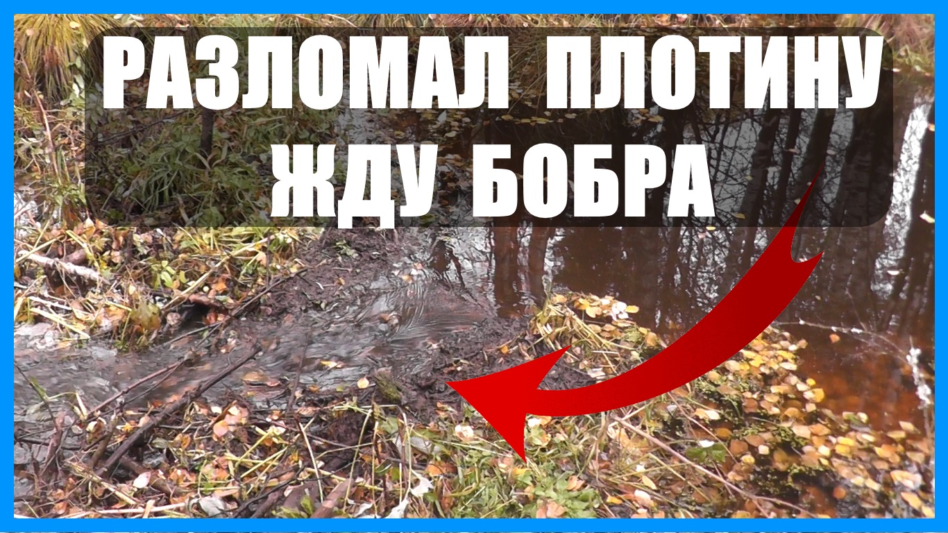 РАЗЛОМАЛ ПЛОТИНУ БОБРОВ. УСТАНОВИЛ ФОТОЛОВУШКИ. Жду когда придут ремонтировать. ОХОТА НА БОБРА (ч.1)