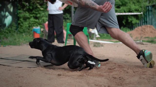 Питбуль Шакира на соревнованиях по пит-стафф многоборью Pitbull Show "DOGWILLE" г. Москва