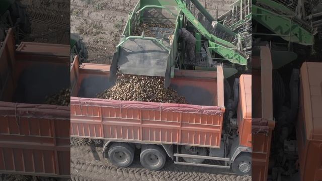 Картофелеуборочный комбайн в работе, уборка урожая картофеля видео.mp4