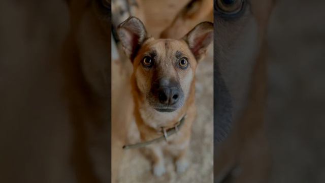 Эти глаза никогда не обманут