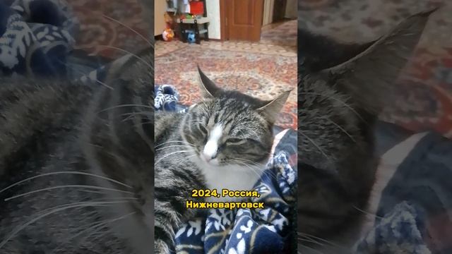 ТИШКА ВСЕМУ НАУЧИТ?